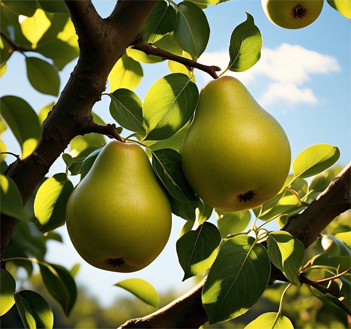 “Asian Pear: The Crisp, Juicy Fruit You Need to Try” - fruitreal.com